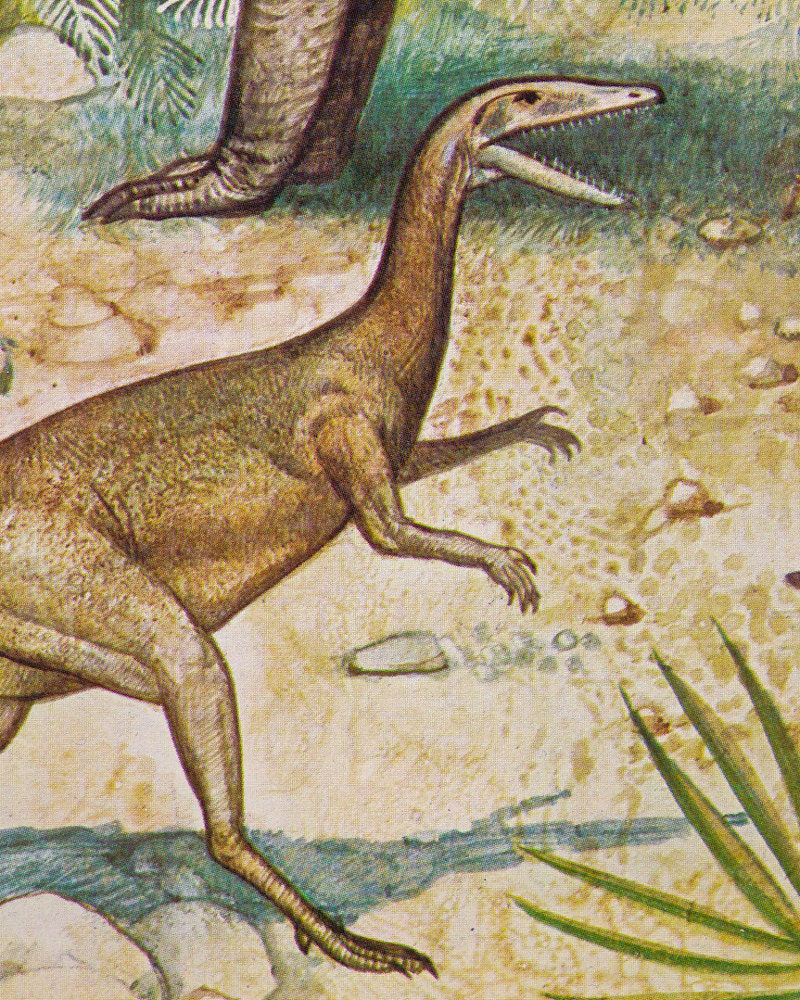 1978 Plateosaurus Original 9x12 Print Vintage | Etsy