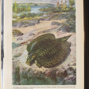 1964 "henodus" Vintage Lithograph W/optional Mat - Zdeněk Burian ...
