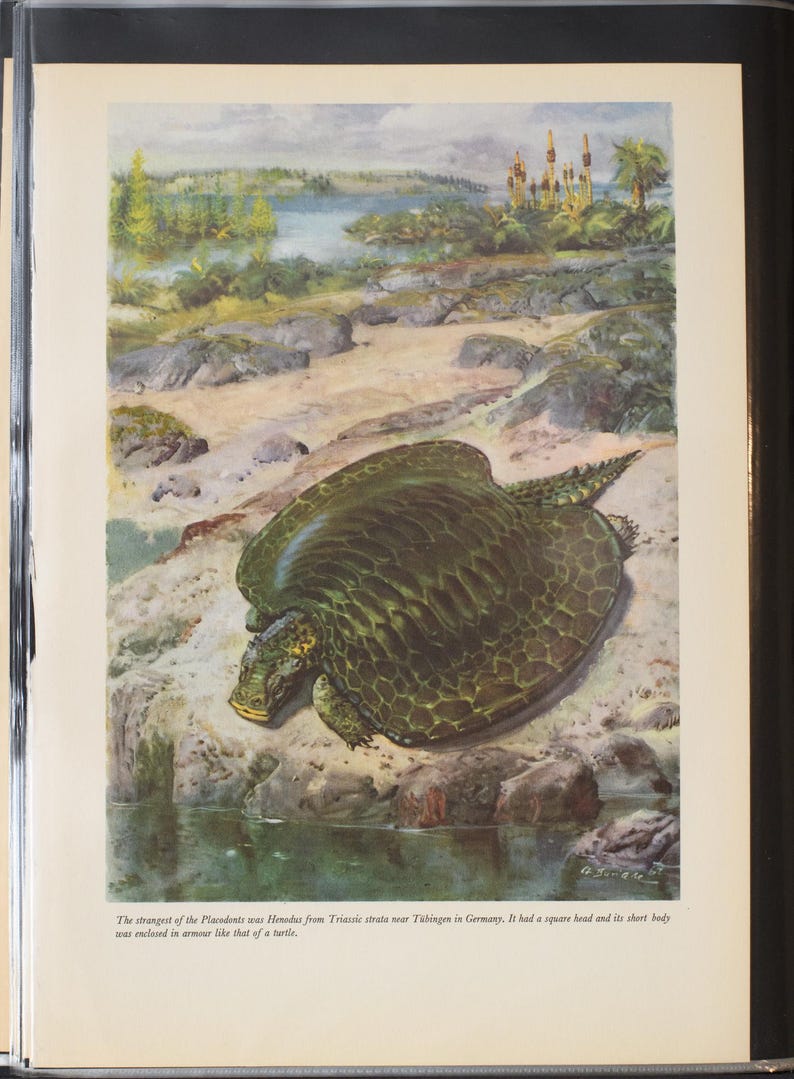 1964 "henodus" Vintage Lithograph W/optional Mat - Zdeněk Burian ...