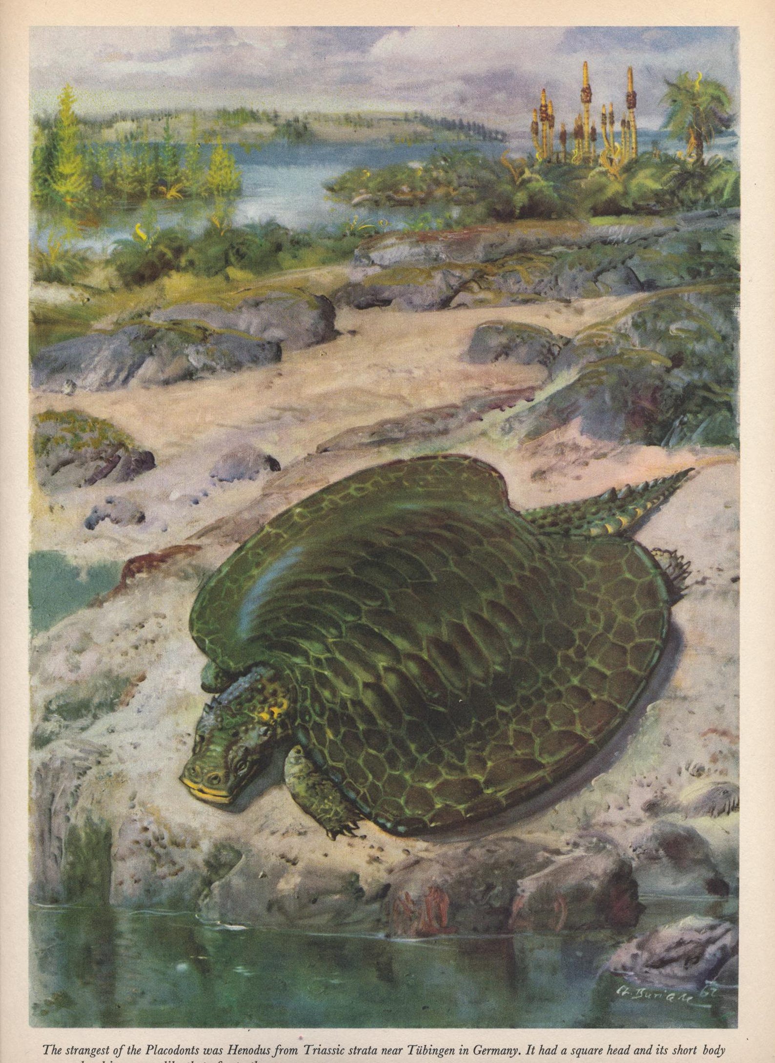 1964 "henodus" Vintage Lithograph W/optional Mat - Zdeněk Burian ...
