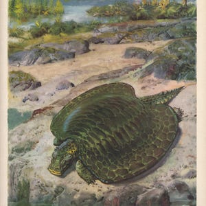 1964 "henodus" Vintage Lithograph W/optional Mat - Zdeněk Burian ...