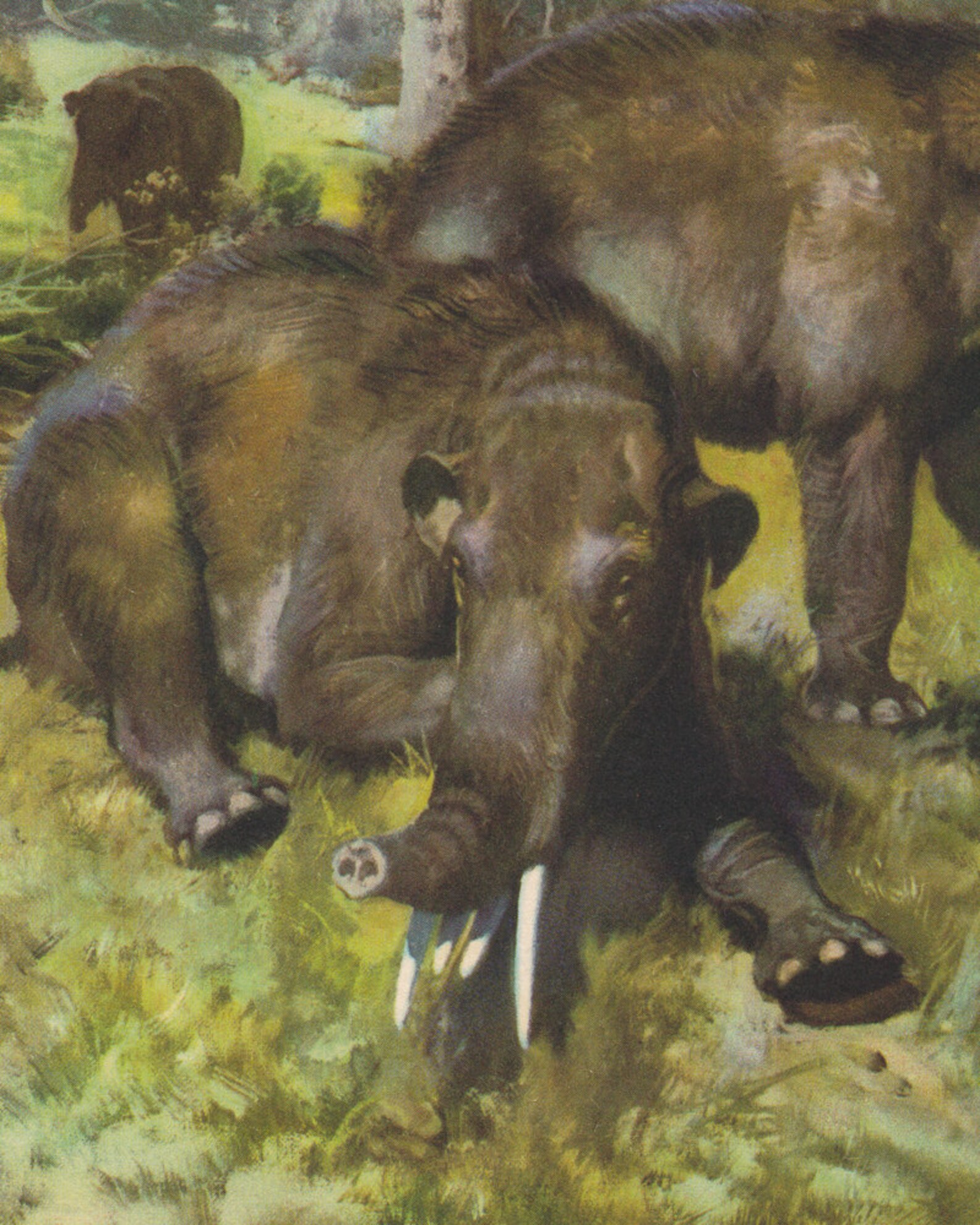 1966 Trilophodon Original 9.75 x13.5 Lithograph | Etsy