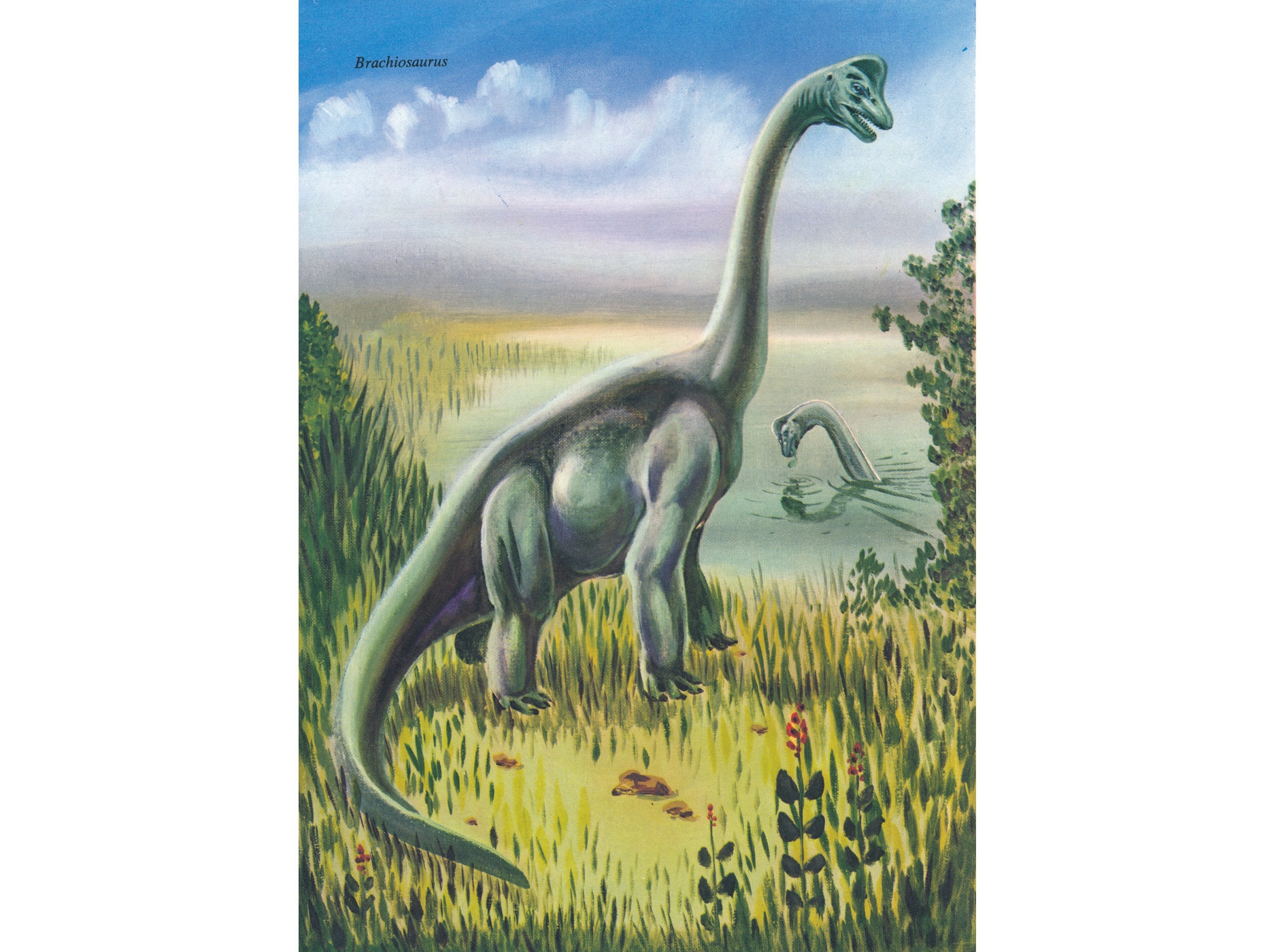 1959 "brachiosaurus"- Original 8.25 X12 Vintage Print - Prehistoric ...