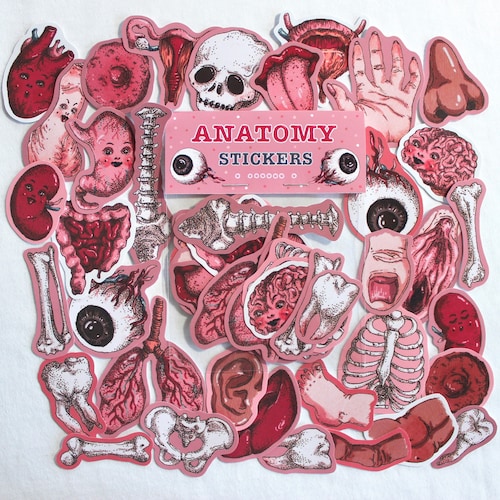 Anatomy Digital Sticker Pack Pre-cropped Human Body Stickers - Etsy