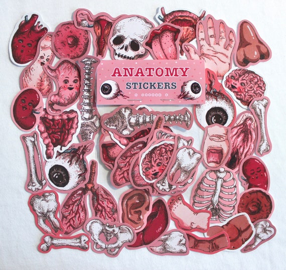 Anatomy STICKERS 35 Pack - Etsy