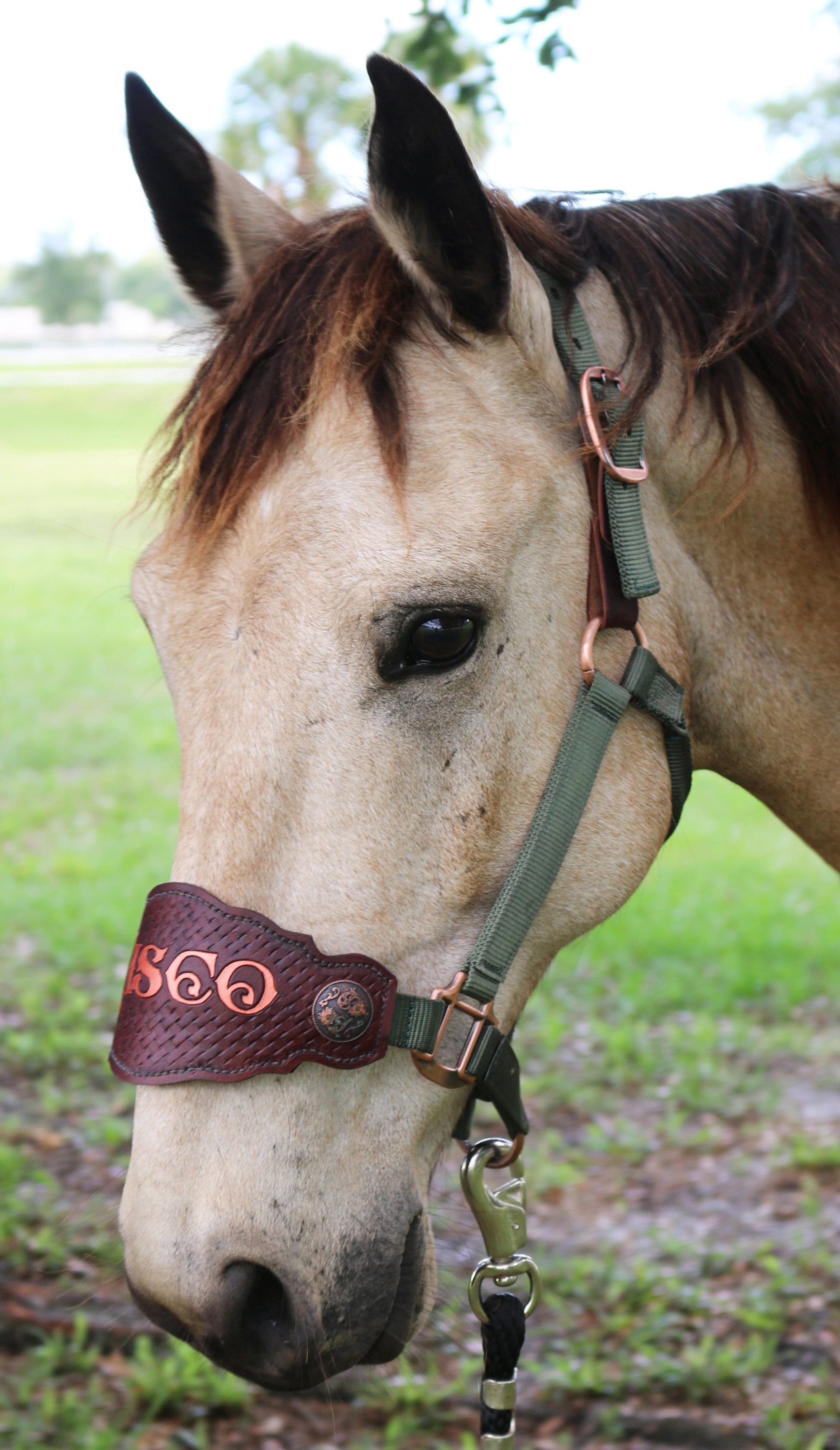 Custom Nylon Bronc Halter Stronger Design Than Tab Style - Etsy