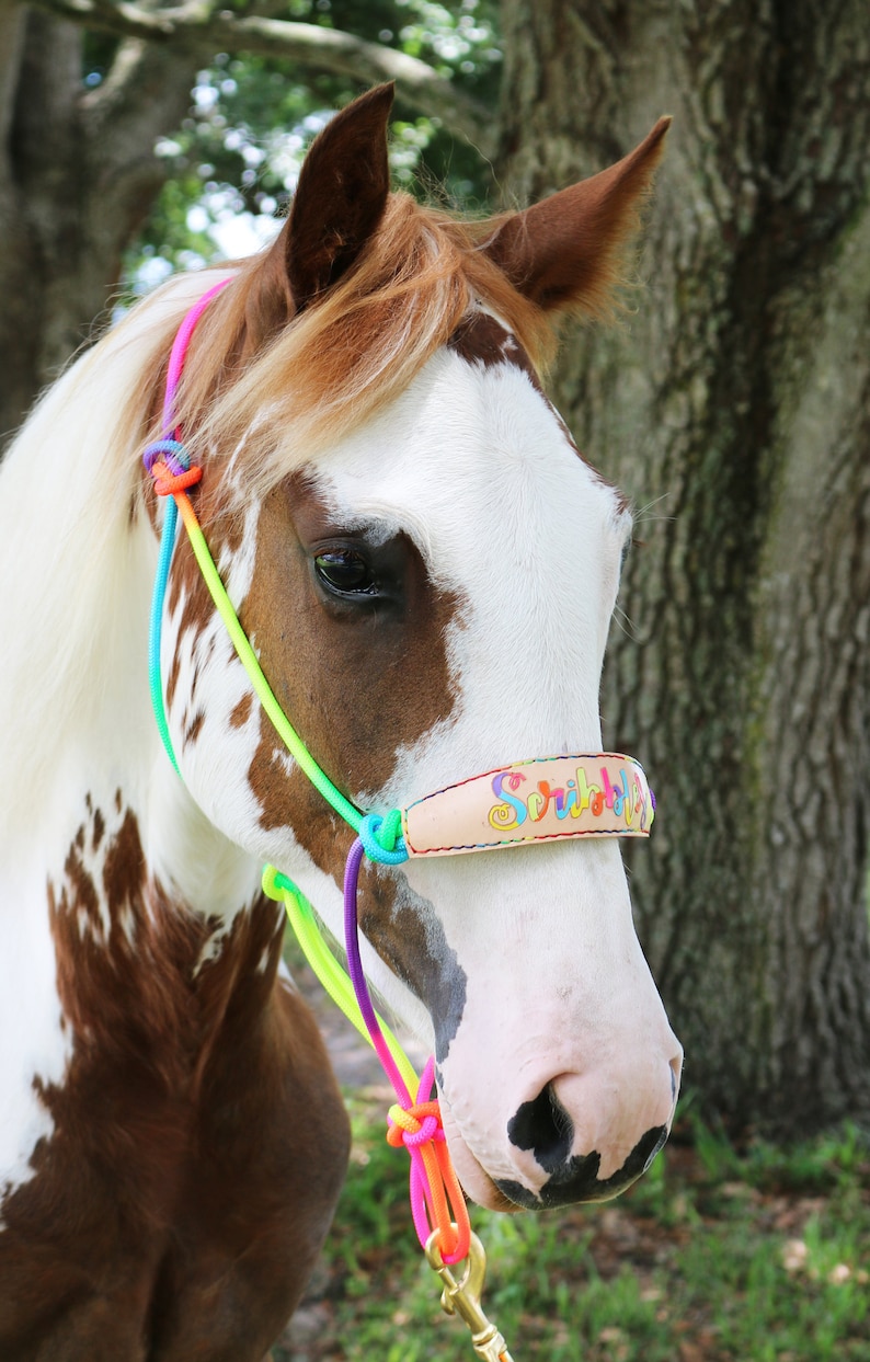 Rainbow Skinny Bronc Rope Halter and Lead Rainbow Stitching - Etsy