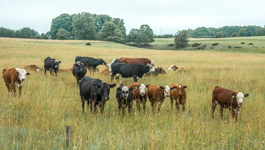 Cows in Michigan View #2 Photograph Print 12 X 24 - Etsy
