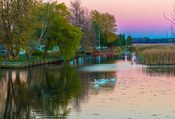Michigan Swans Photo near Algonac Michigan at Sunset 12x18 | Etsy