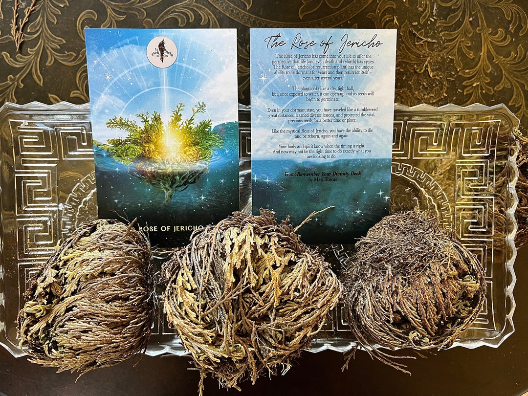 Rose of Jericho, Resurrection Plant, Altar Smudge Plant Herb, Rebirth ...