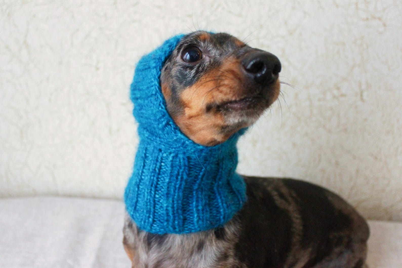 KNITTING PATTERN Small Dog Hat Dachshund Hat Mini Dachshund | Etsy