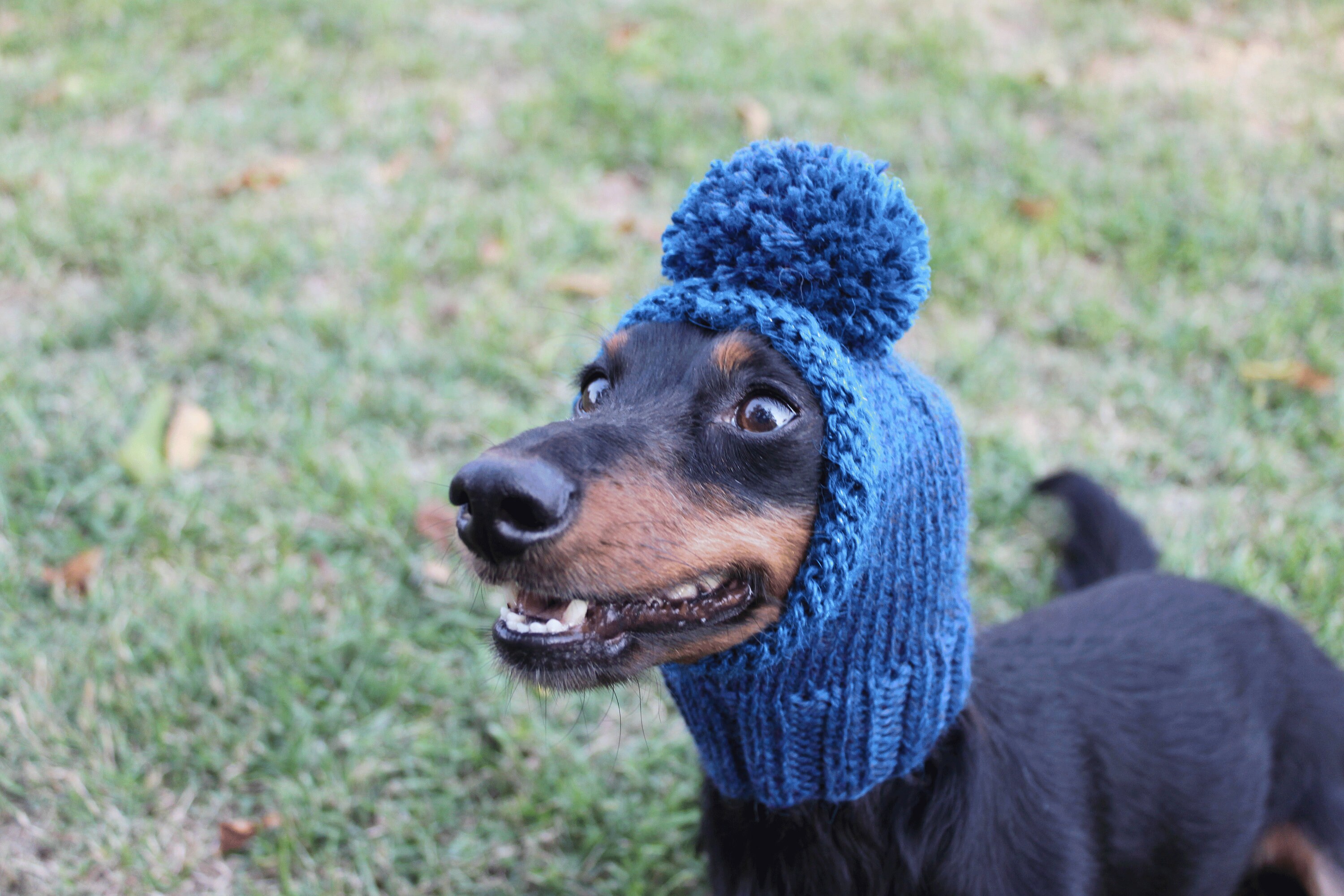 Blue Dog Hat in All Natural Wool and Alpaca - Etsy