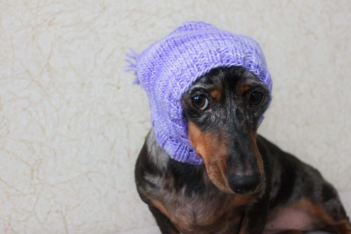 KNITTING PATTERN Dog Hat Pet Hat Dachshund Hat Mini - Etsy