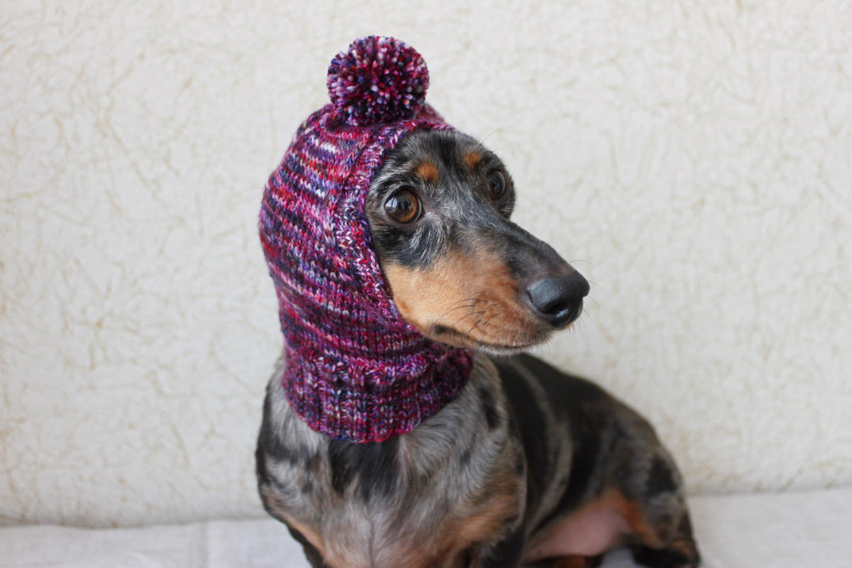 KNITTING PATTERN Small Dog Hat Dachshund Hat Pet Clothes | Etsy