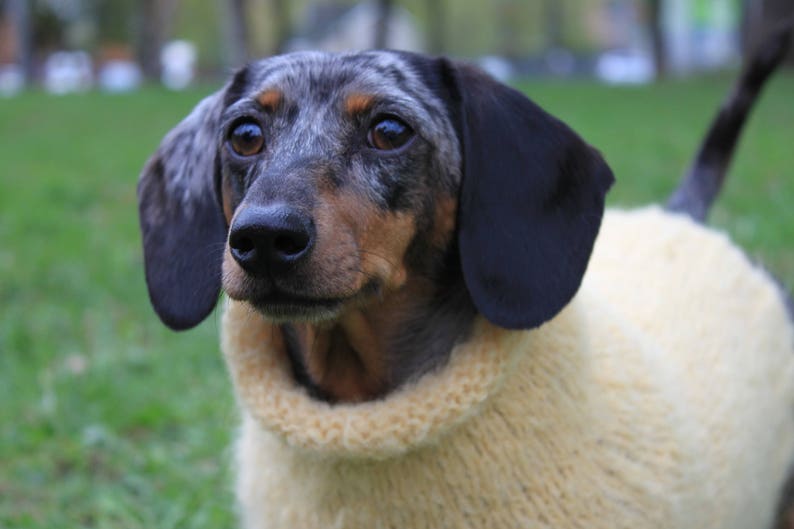 Fuzzy Dachshund Sweater Knitting Pattern: Oversized Doxie Pet Clothes ...