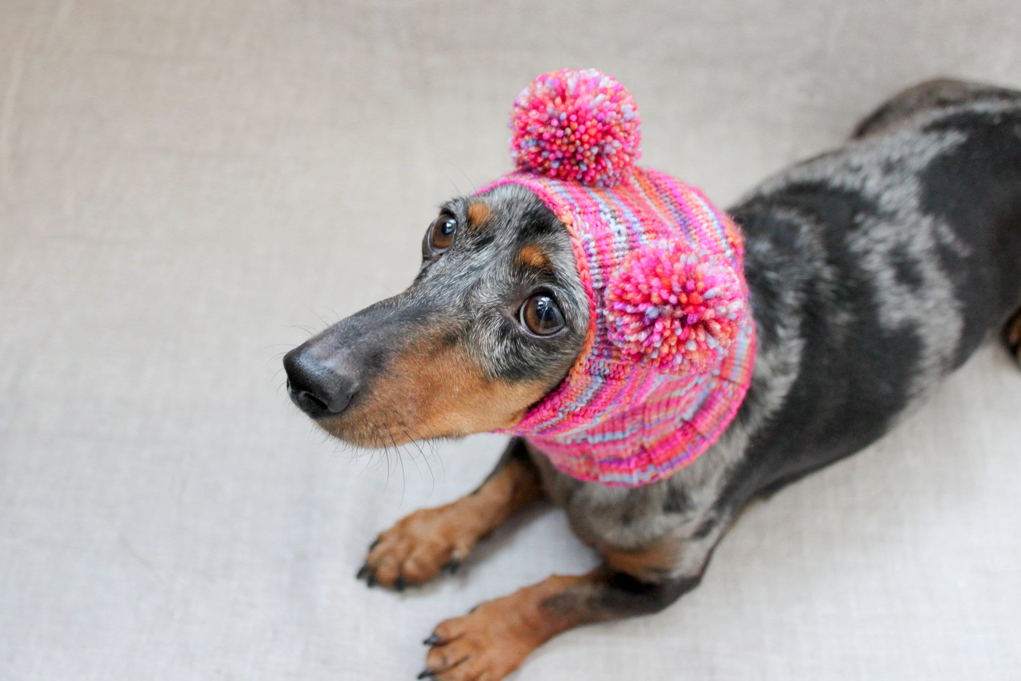 KNITTING PATTERN Small Dog Hat Dachshund Hat Pink Dog Hat | Etsy