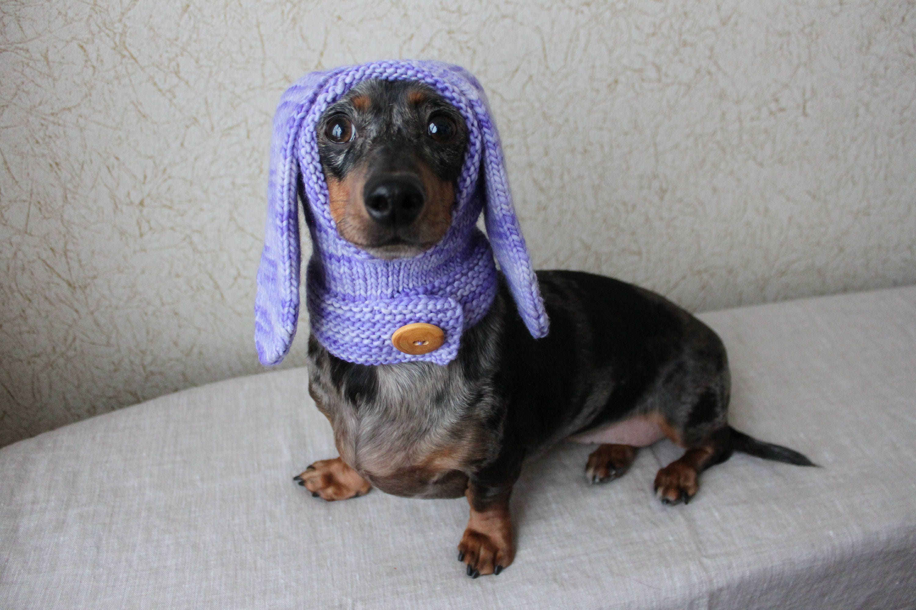 KNITTING PATTERN BUNDLE Dog Hoods Dog Hats Pet Clothes - Etsy Canada