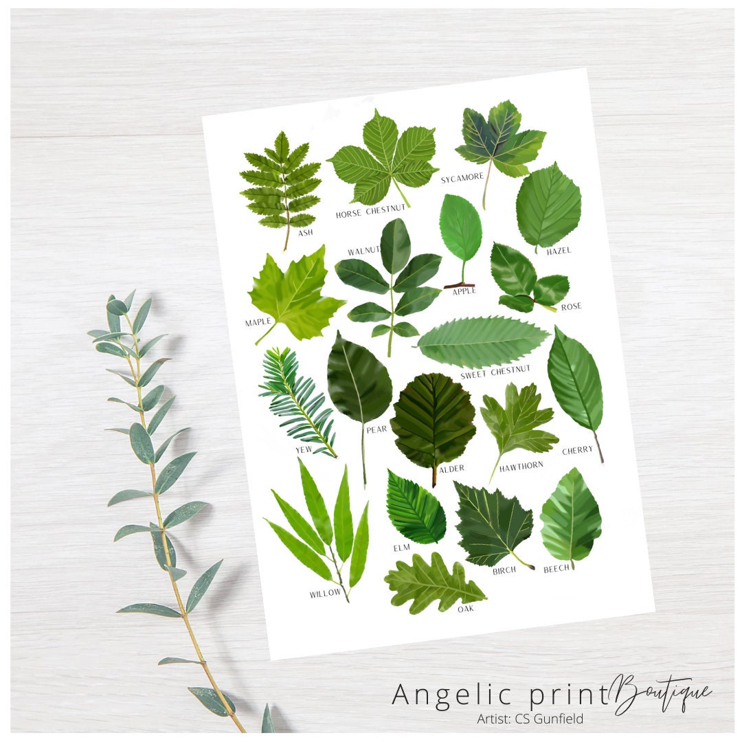 Leaf Digital Print • Leaf Wall Art • Learning Chart • British Leaves ...