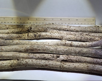 Devil’s Club Root Tincture | Wildcrafted & Organic | Fresh Plant ...