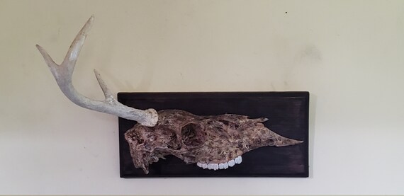 Deer Skull Profile