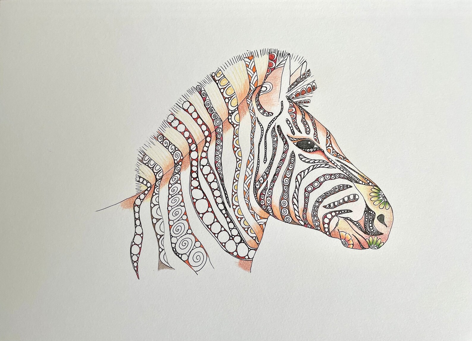 Zentangle Zebra Head: 12 X 9 In. Safari Art Zebra Art Colored Zebra ...