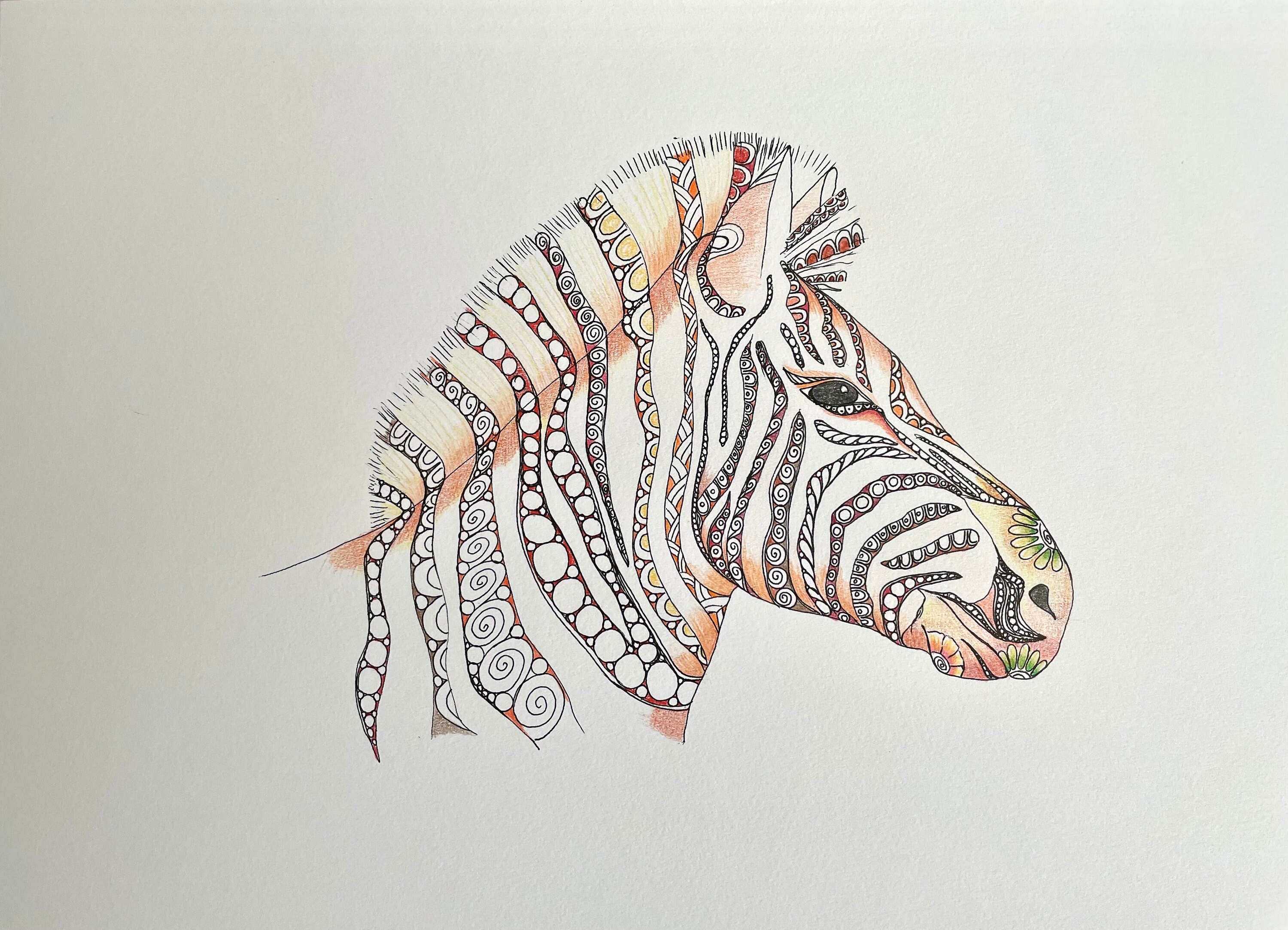 Zentangle Zebra Head: 12 X 9 In. Safari Art Zebra Art Colored Zebra ...