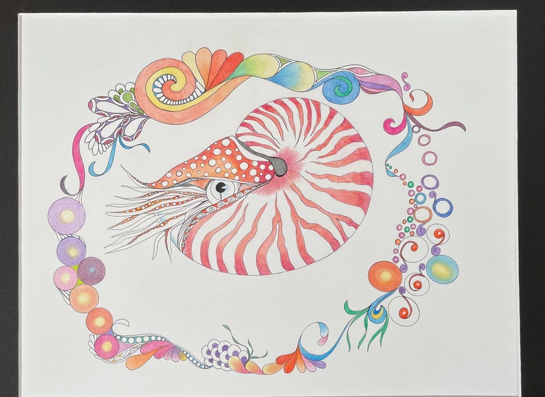 Zentangle Nautilus: 14 X 11 In. Marine Art Nautilus Art Colored ...