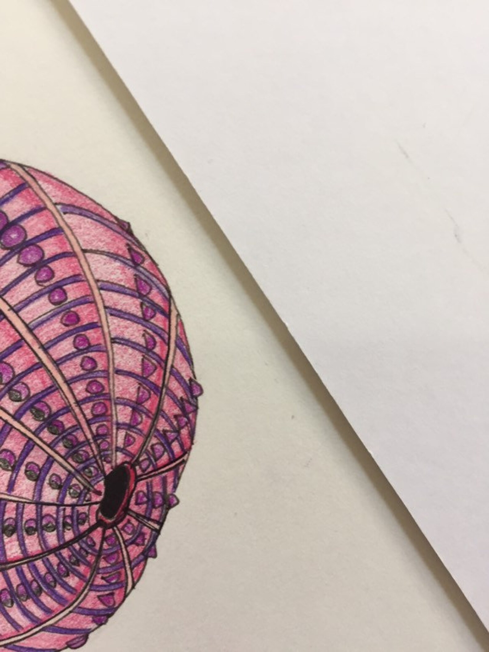 Seashells Zentangle Shells Seashell Art Marine Art Colored Shells Shell ...