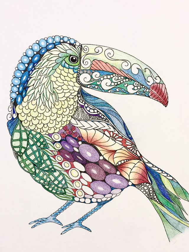 Zentangle Toucan, Zentangle Art, Colored Zentangle, Toucan Art, Bird ...
