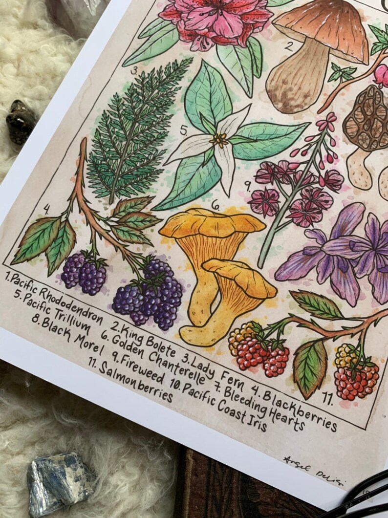 Pacific Northwest Plants & Fungi | 8.5x11 Print | Nature Art, PNW Vibes ...