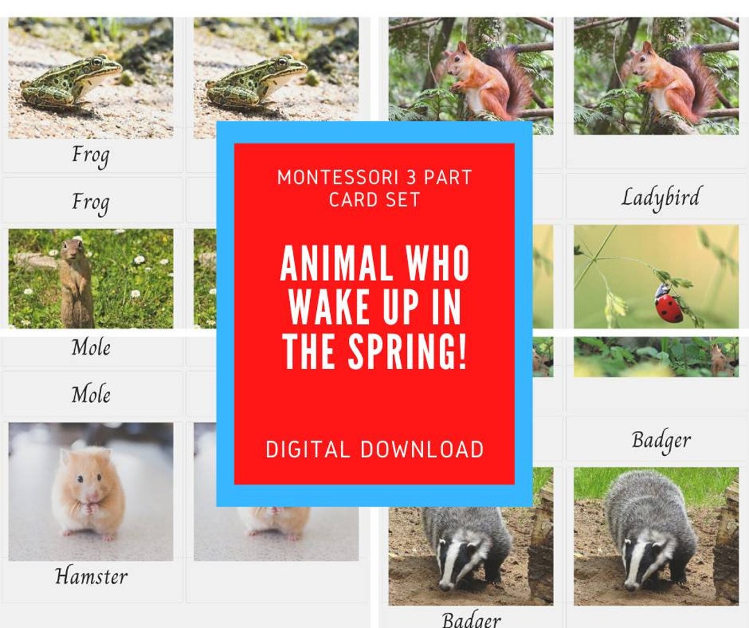 Animal Who Wake up in the Spring- 3 Part Cards Montessori, Flashcards ...