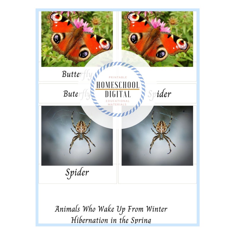Animal Who Wake up in the Spring- 3 Part Cards Montessori, Flashcards ...