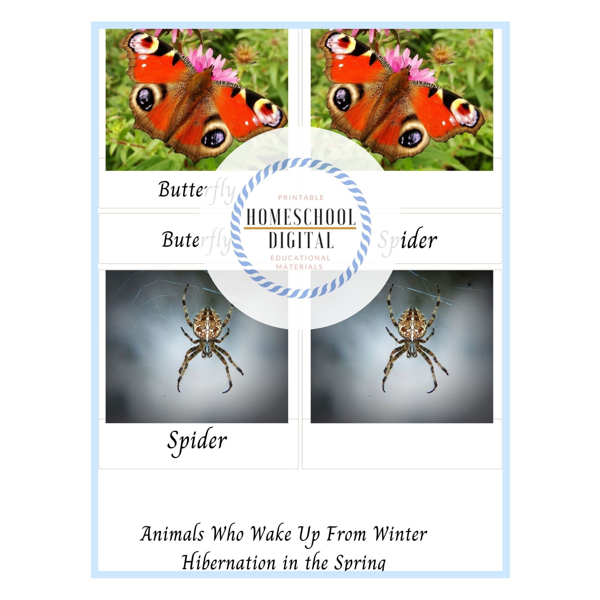 Animal Who Wake up in the Spring- 3 Part Cards Montessori, Flashcards ...