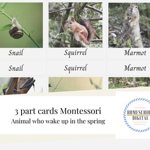Animal Who Wake up in the Spring- 3 Part Cards Montessori, Flashcards ...