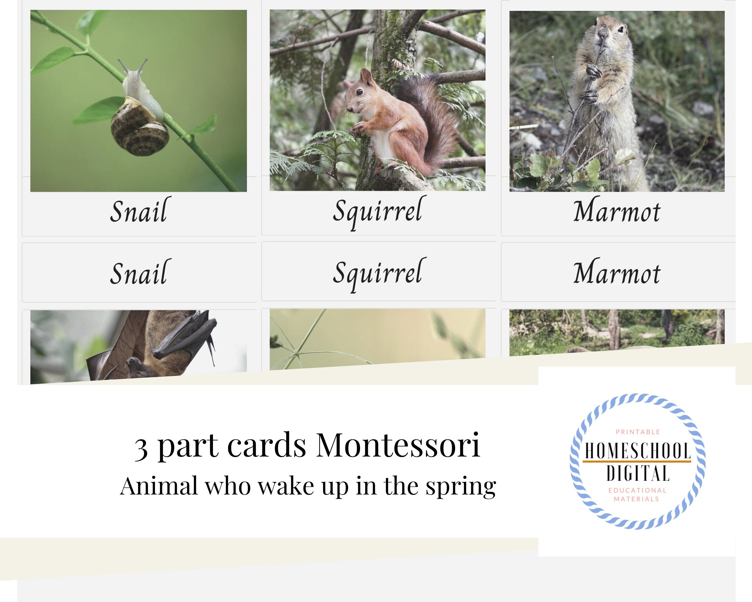 Animal Who Wake up in the Spring- 3 Part Cards Montessori, Flashcards ...