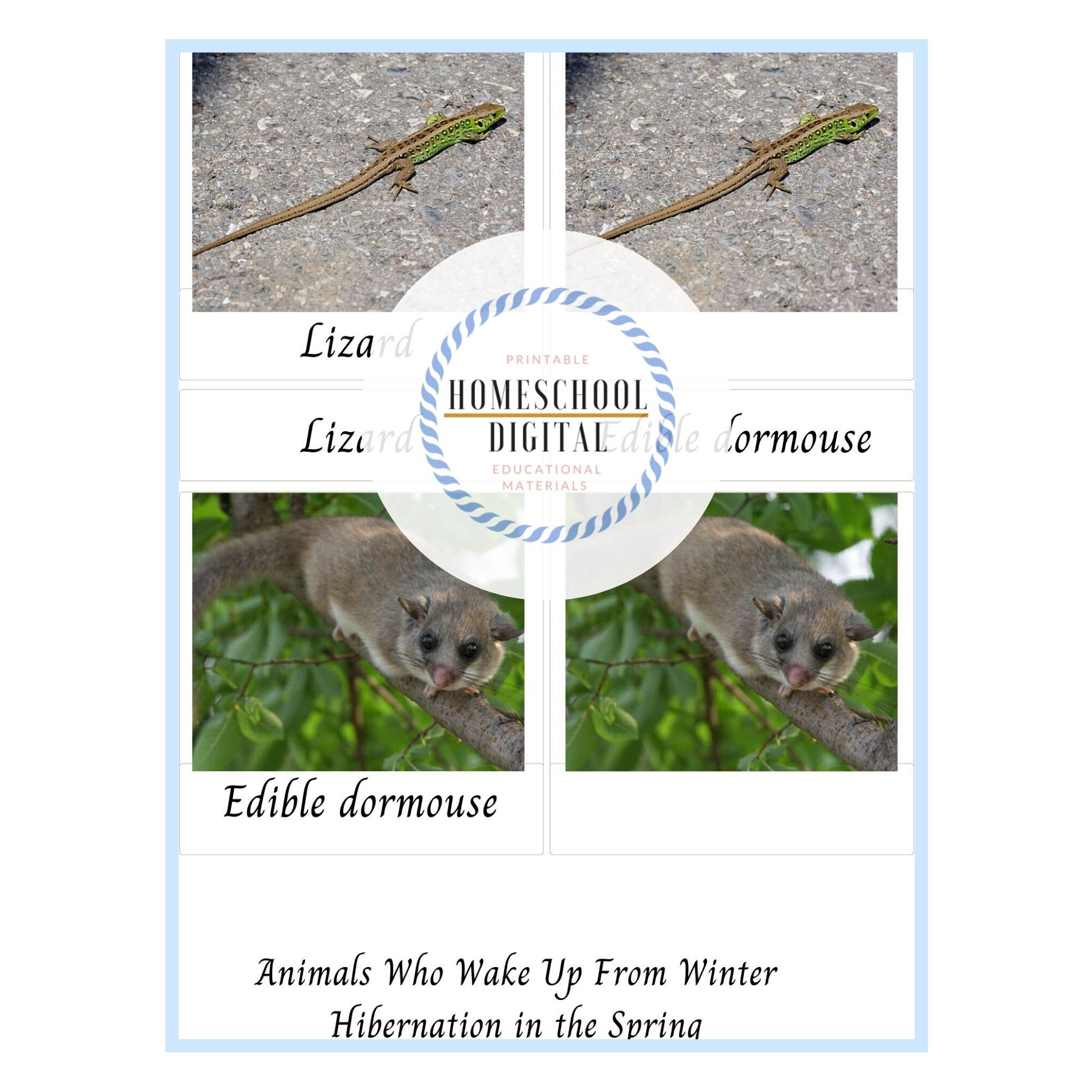 Animal Who Wake up in the Spring- 3 Part Cards Montessori, Flashcards ...