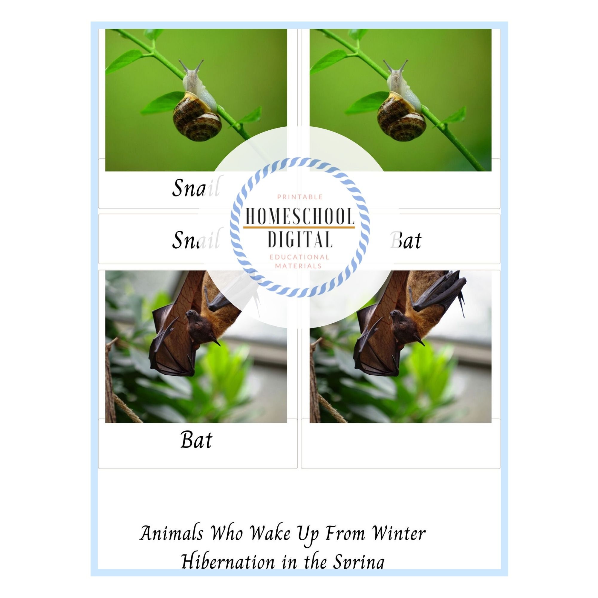 Animal Who Wake up in the Spring- 3 Part Cards Montessori, Flashcards ...