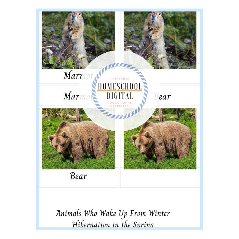Animal Who Wake up in the Spring- 3 Part Cards Montessori, Flashcards ...