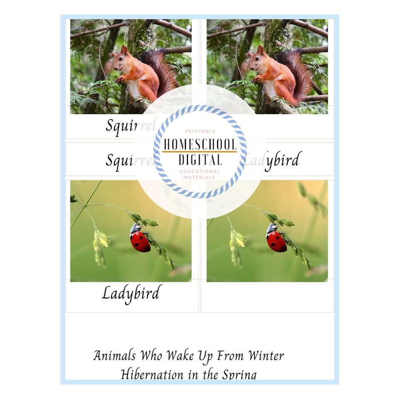 Animal Who Wake up in the Spring- 3 Part Cards Montessori, Flashcards ...