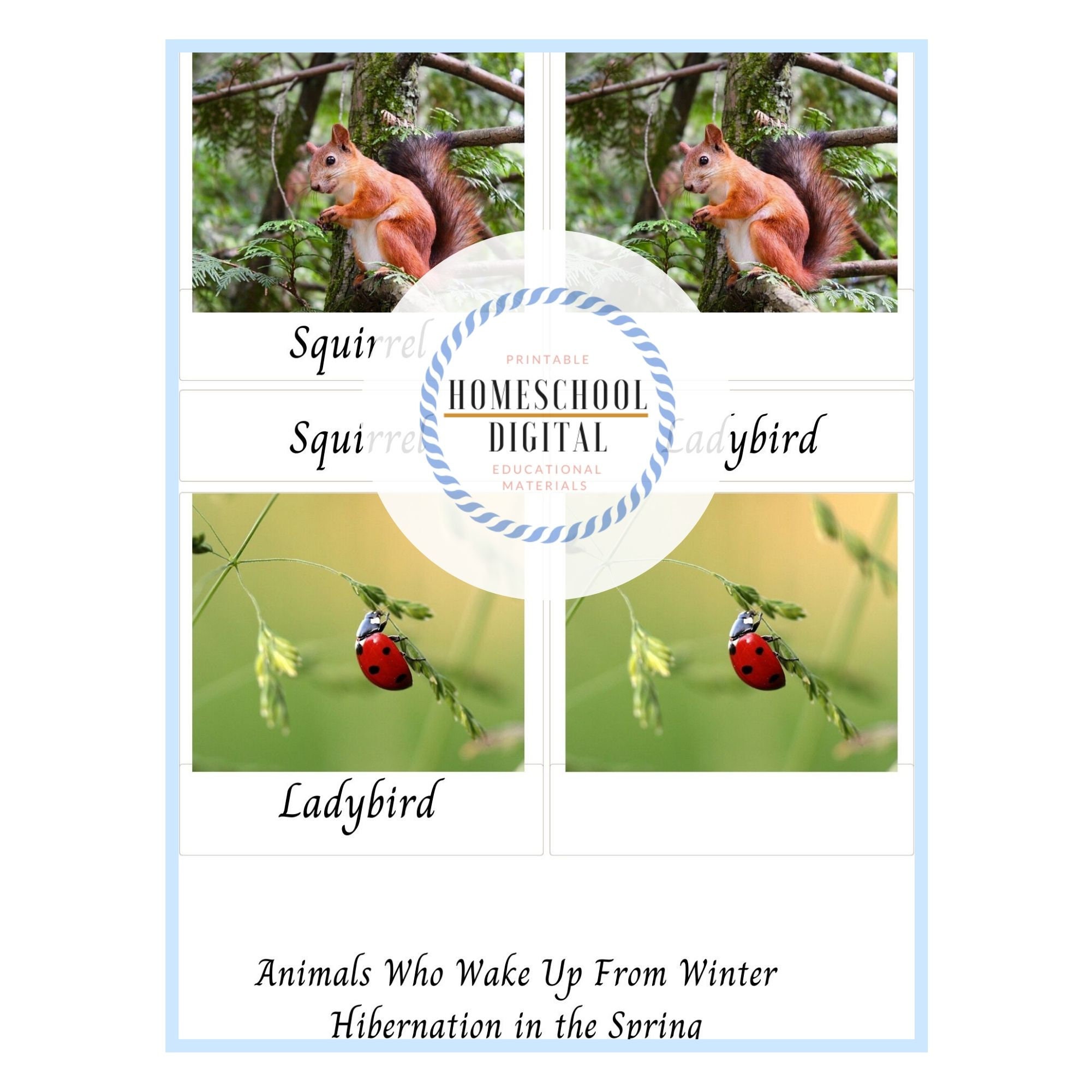 Animal Who Wake up in the Spring- 3 Part Cards Montessori, Flashcards ...