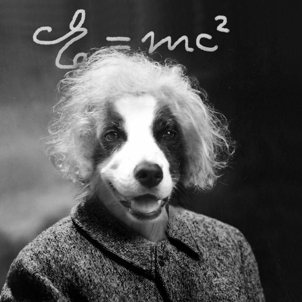 Albert Einstein With Custom Pet Portrait: Digital File - Etsy