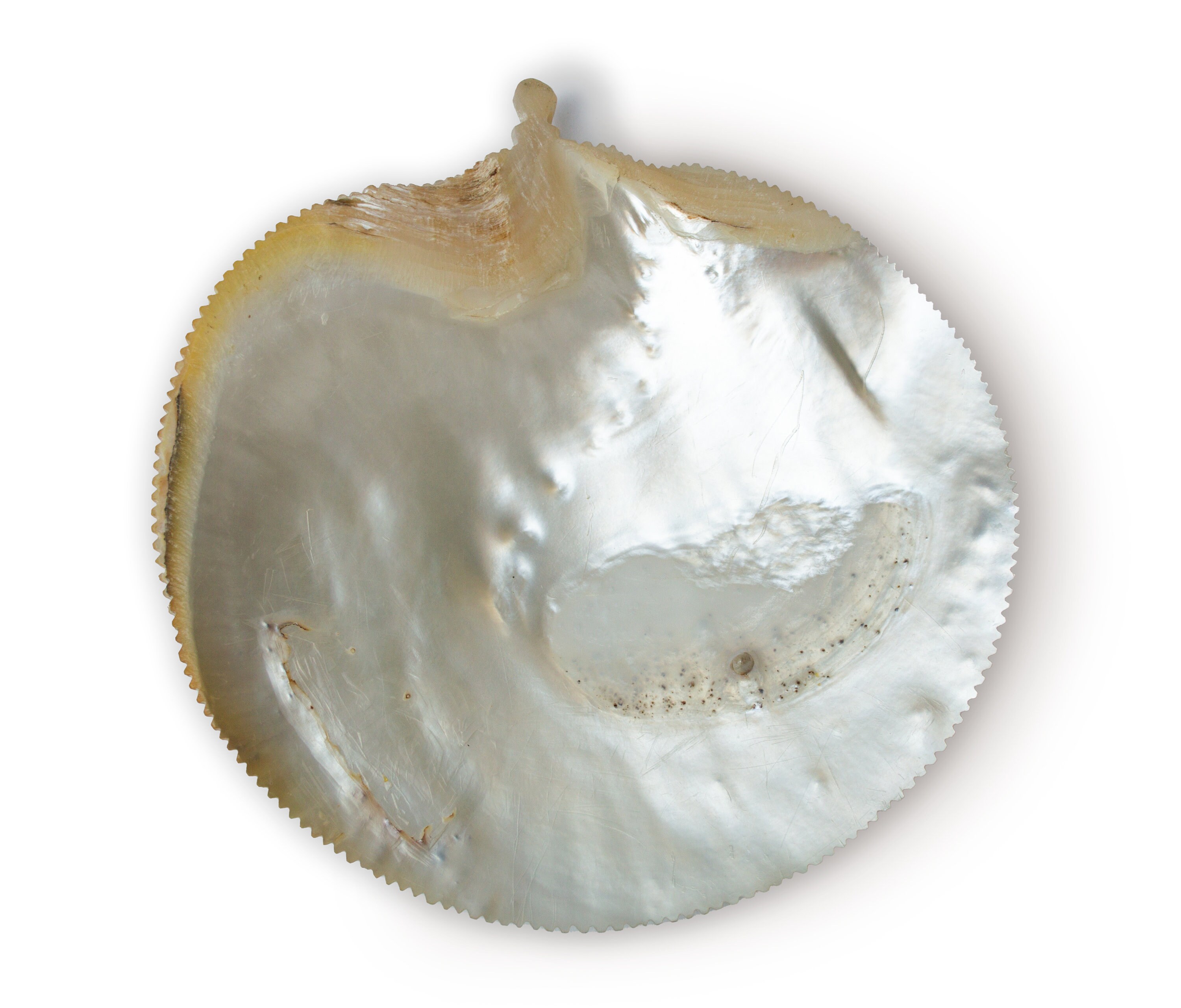 Victorian Christmas Antique MOP Hand-carved Shell Plaque - Etsy