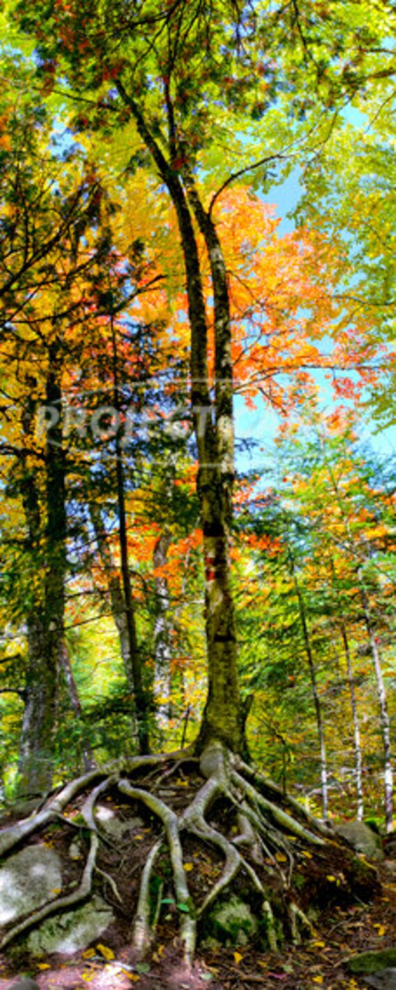 Kawishiwi Tree BWCA Photo - Etsy