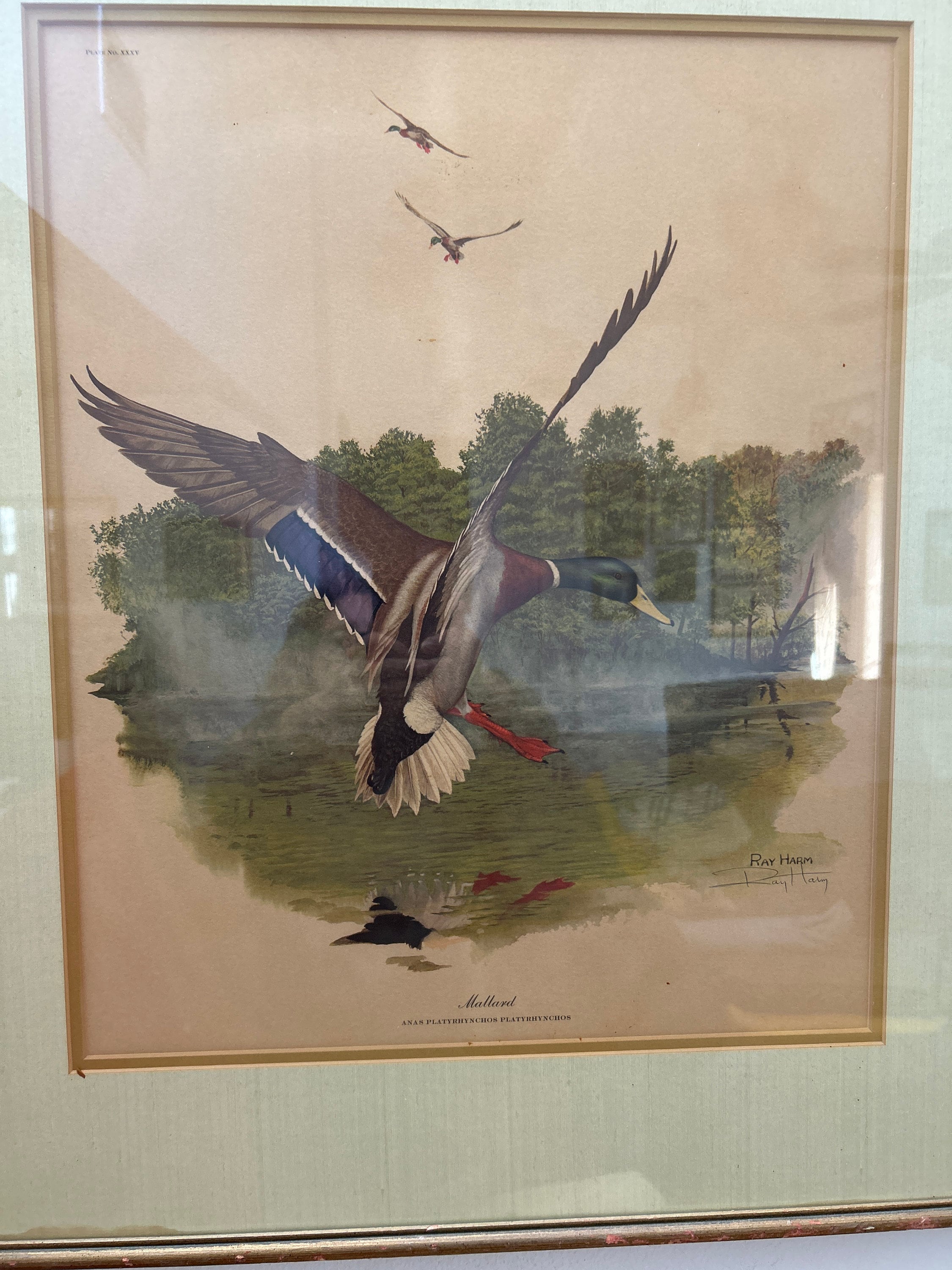 Vintage Ray Harm Print Double Signed Copy of Mallard One Duck Print ...