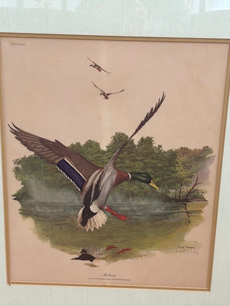 Vintage Ray Harm Print Double Signed Copy of Mallard One Duck Print ...