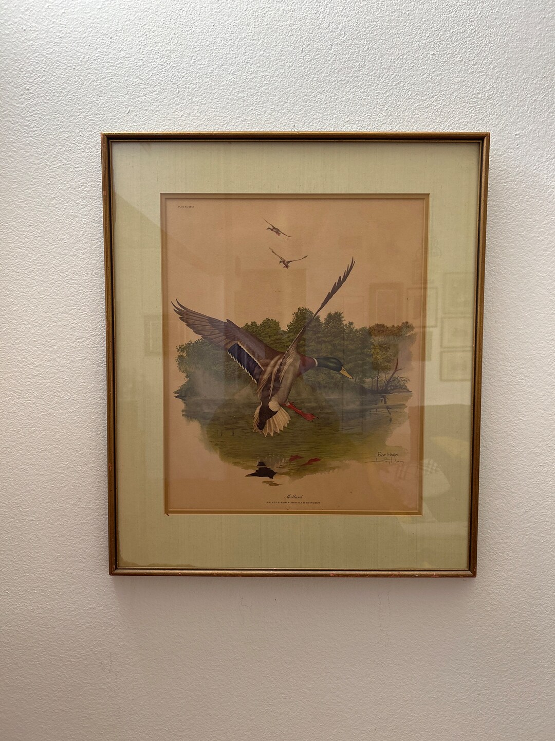 Vintage Ray Harm Print Double Signed Copy of Mallard One Duck Print ...