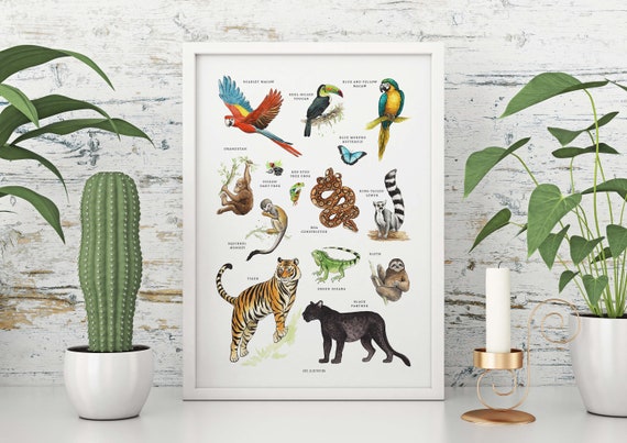 Lista De Animales De La Selva Tropical Con Nombres 15 Animales De La