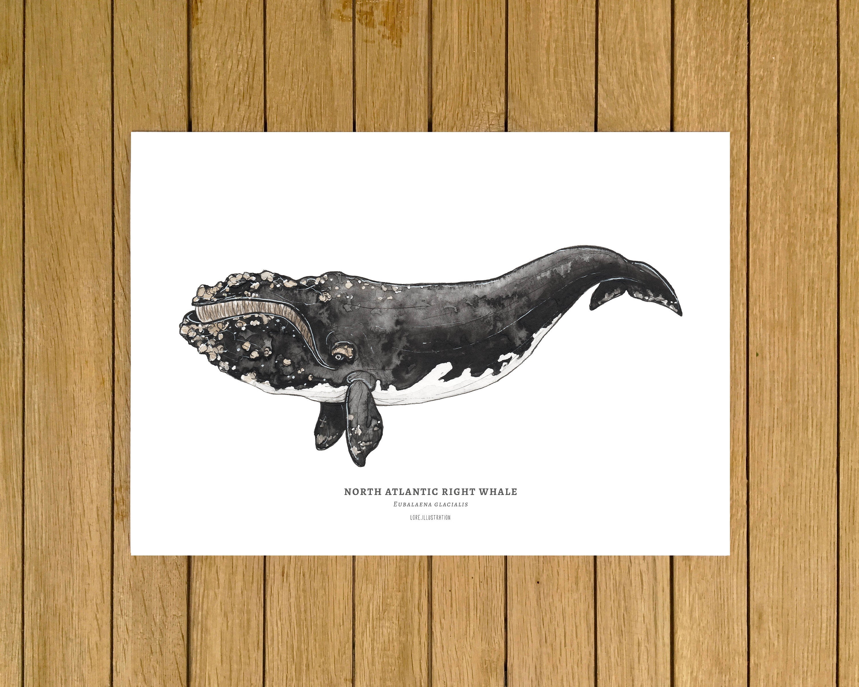 North Atlantic Right Whale Drawing