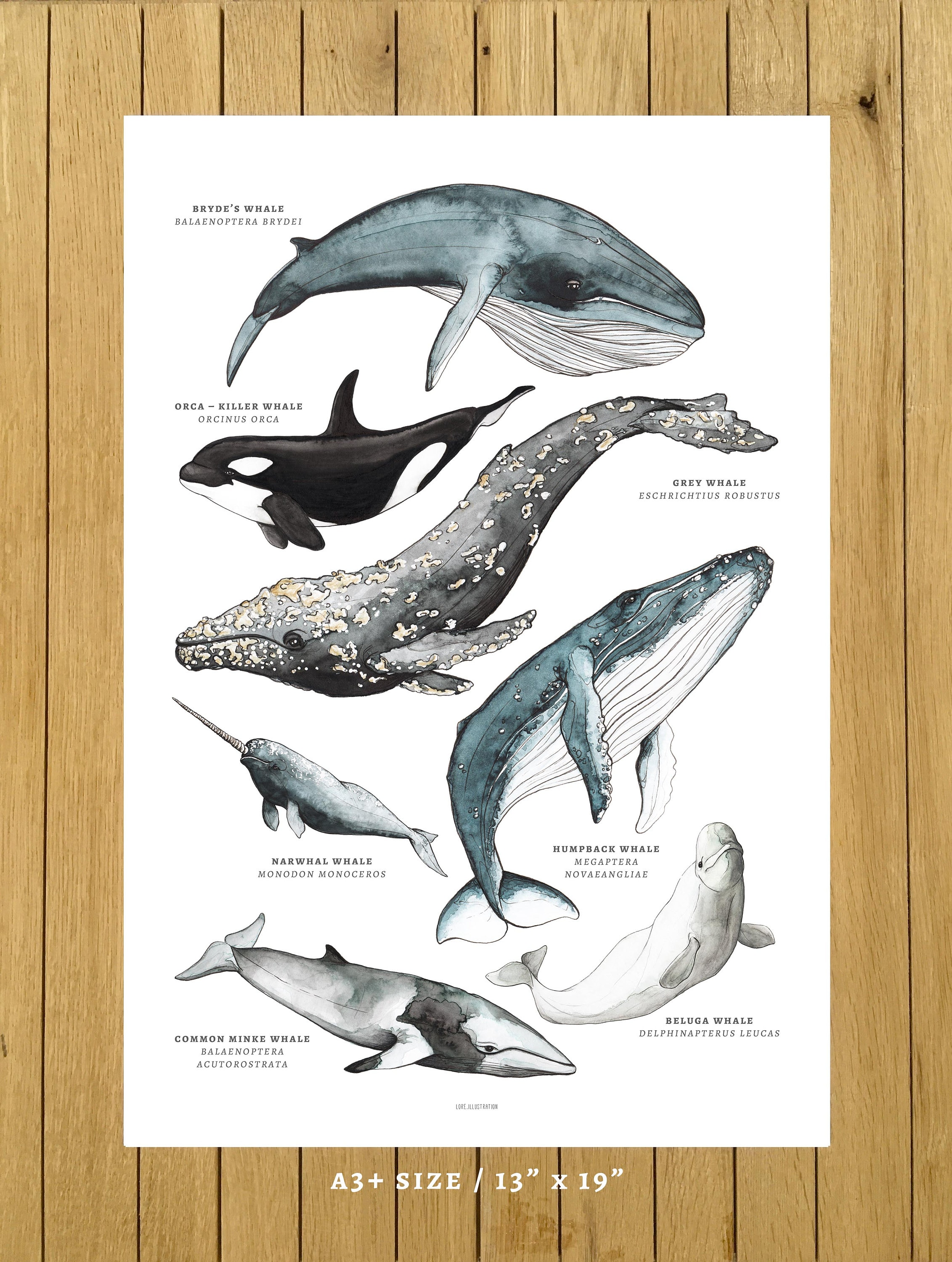 Whale Species Watercolor Art Print Set: Nordic Nursery Decor - Etsy