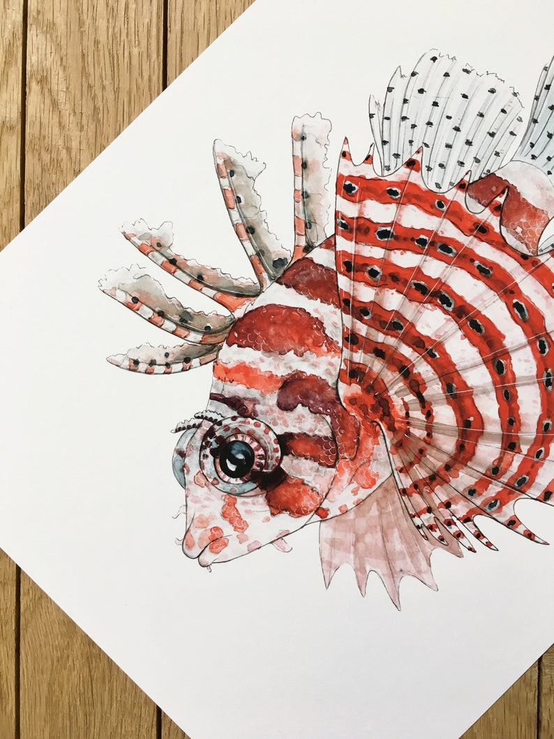 LIMITED EDITION Print Lion Fish Print Hahnemühle Fine Art | Etsy